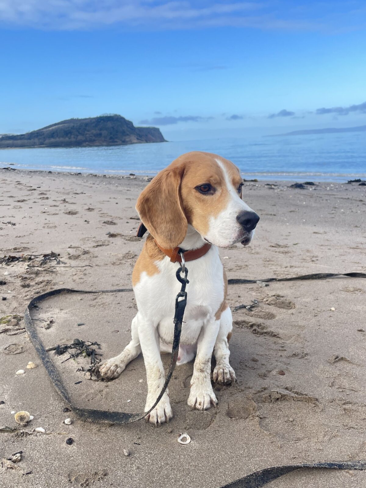 Animal Welfare seeks change on "National Beagle Day" - Glasgow Standard